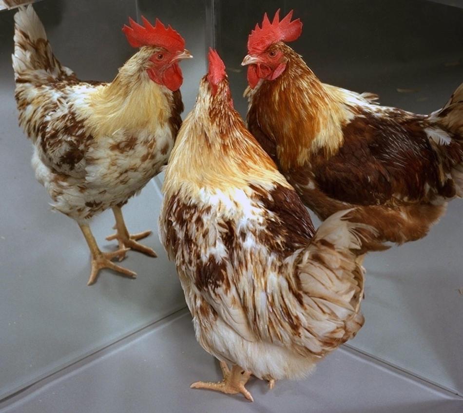 Sex, Gender & Chimerism – Bitchin' Chickens