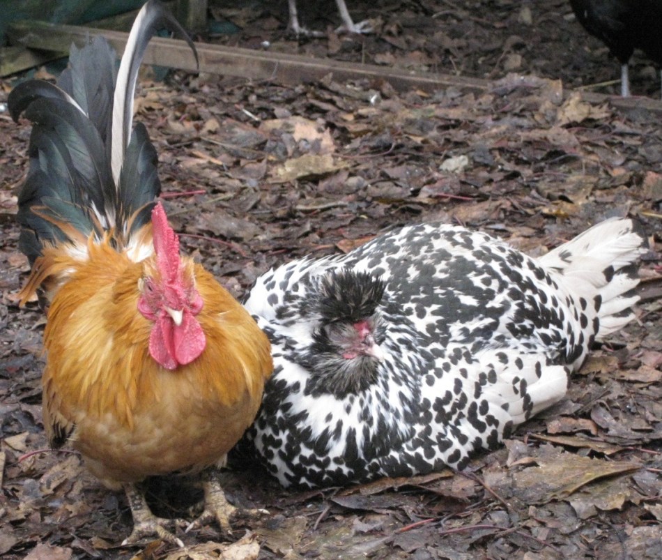 Pickin’ Chickens – Bitchin' Chickens