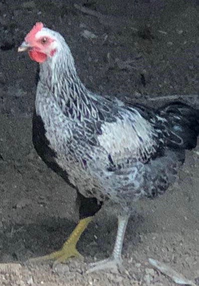 Sex, Gender & Chimerism – Bitchin' Chickens