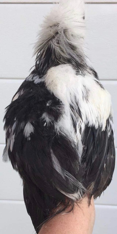 Sex, Gender & Chimerism – Bitchin' Chickens