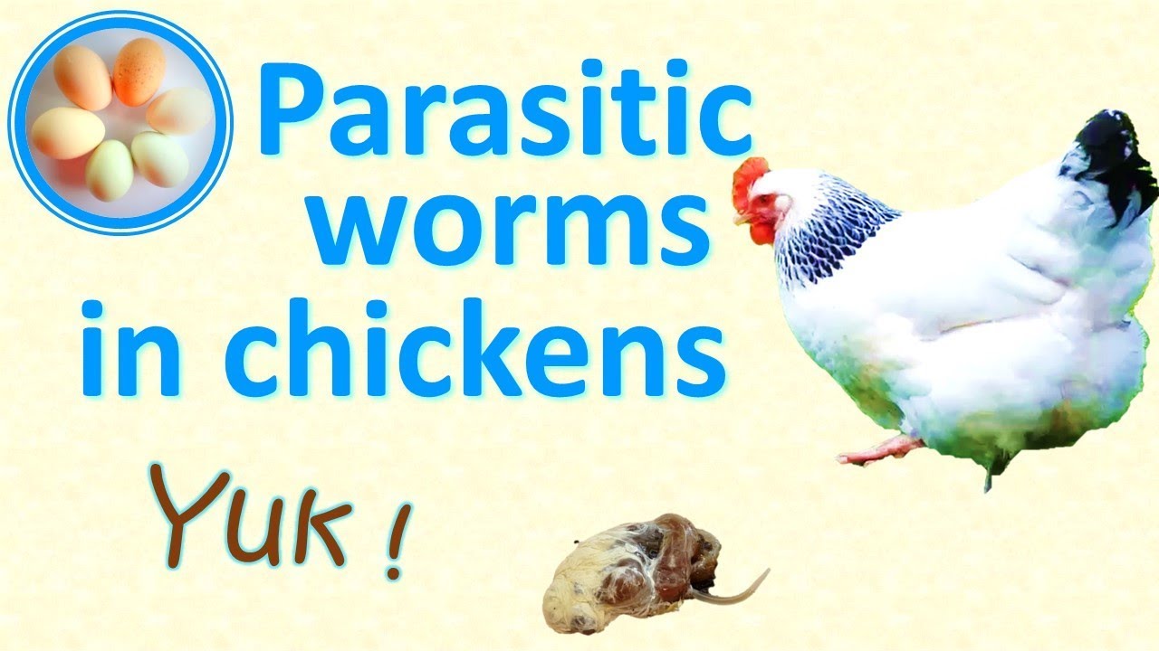 Roundworms – Bitchin' Chickens
