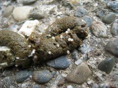 Tapeworm In Poop – Bitchin' Chickens