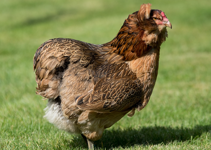 Araucana, Ameraucana, Easter Egger …What’s The Difference? – Bitchin ...