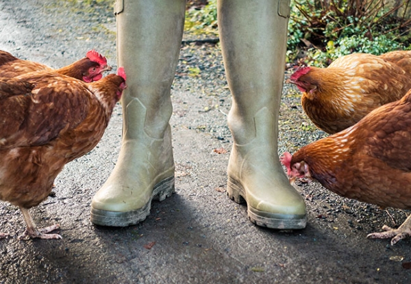 Keeping Chickens: Understanding FLAWS – Bitchin' Chickens
