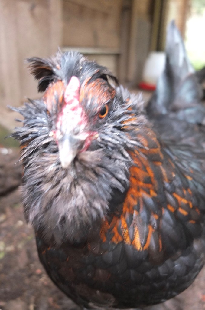 Chicken Feathers 101 – Bitchin' Chickens