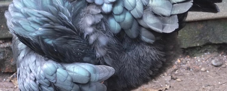 Chicken Preening (Uropygial) Gland – Bitchin' Chickens