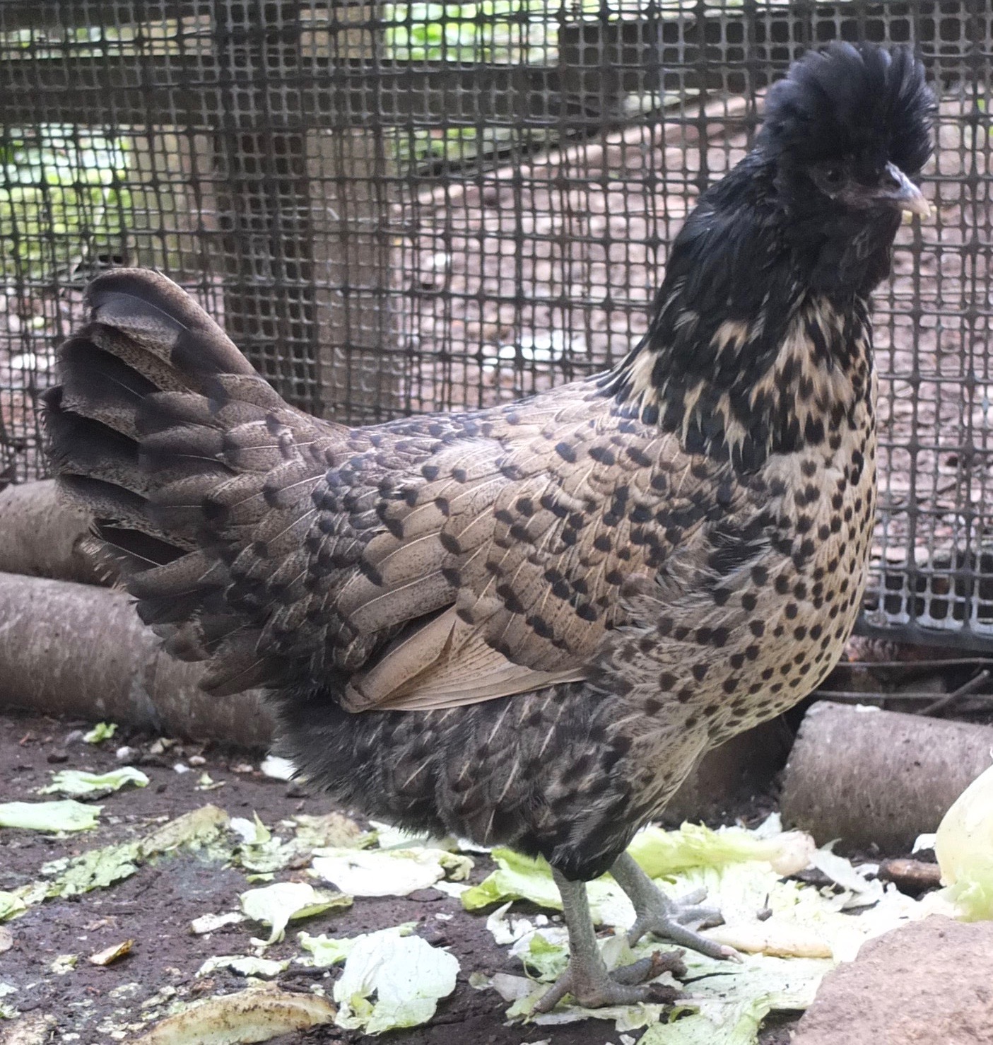 Appenzeller Spitzhauben x EE Pullet – Bitchin' Chickens