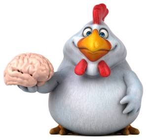 Chicken Nervous System 101 – Bitchin' Chickens
