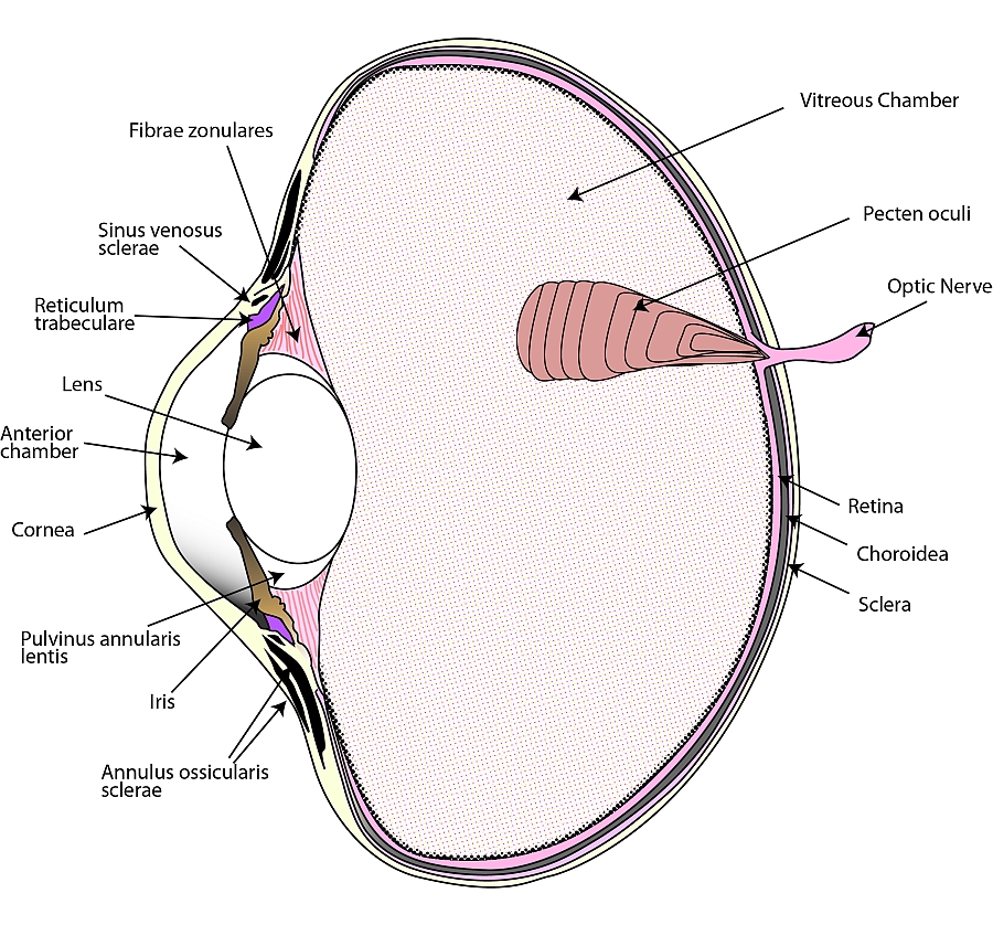 Chicken Nervous System 101 – Bitchin' Chickens