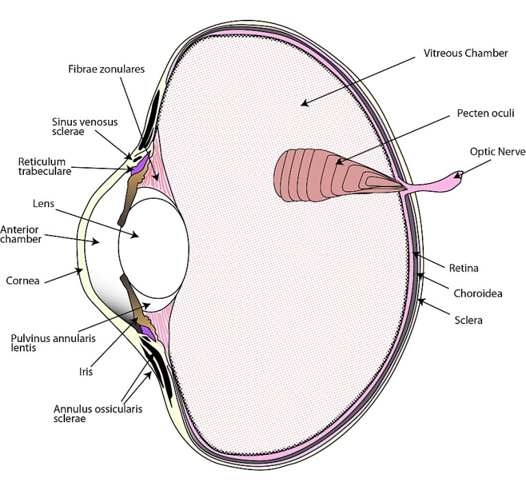 Chicken Nervous System 101 – Bitchin' Chickens