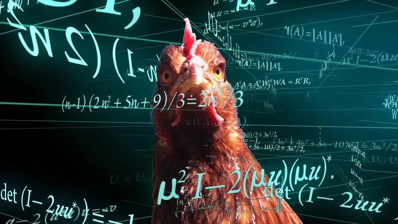 Chicken Math: The Struggle Is Real – Bitchin' Chickens