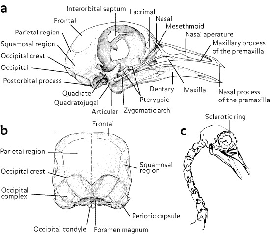 Chicken Nervous System 101 – Bitchin' Chickens