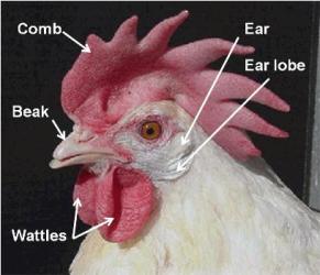 Chicken Nervous System 101 – Bitchin' Chickens