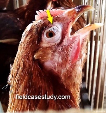 Sinusitis In Chickens – Bitchin' Chickens