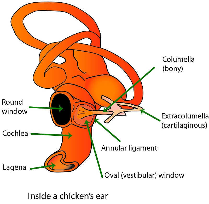 Chicken Nervous System 101 – Bitchin' Chickens