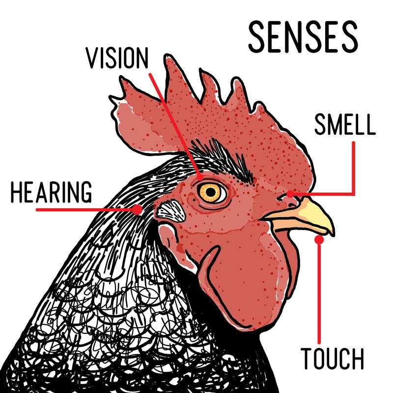 Chicken Nervous System 101 – Bitchin' Chickens