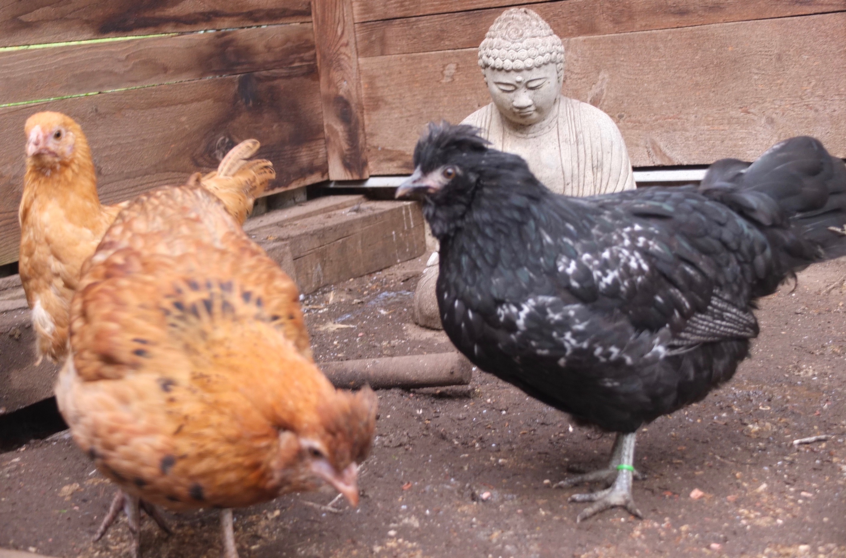 Three Pullets – Bitchin' Chickens