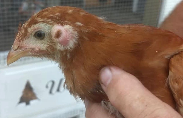 Ear Infections In Chickens – Bitchin' Chickens