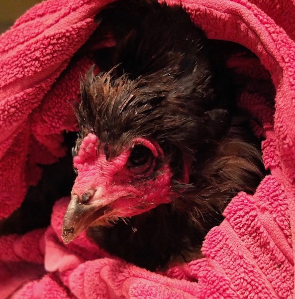 How To Safely Give Oral Medications – Bitchin' Chickens