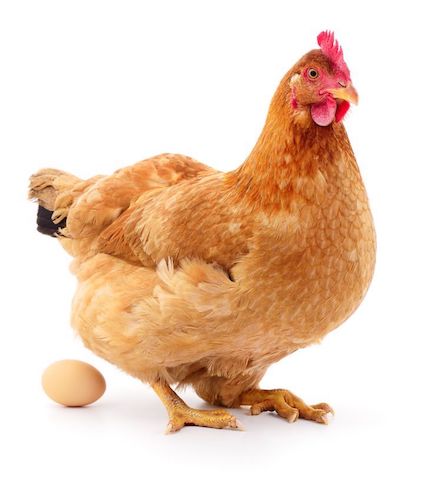 How An Egg Is Made – Bitchin' Chickens