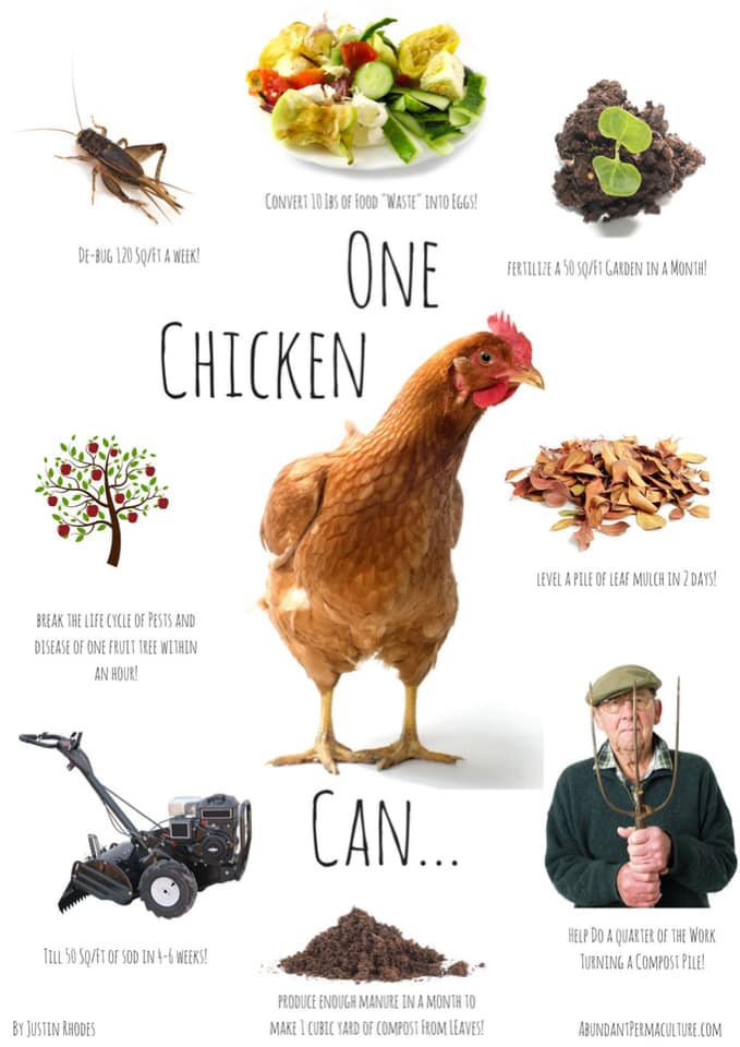 World Poultry Day – Bitchin' Chickens
