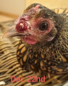 Case Study: Sinusitis – Bitchin' Chickens