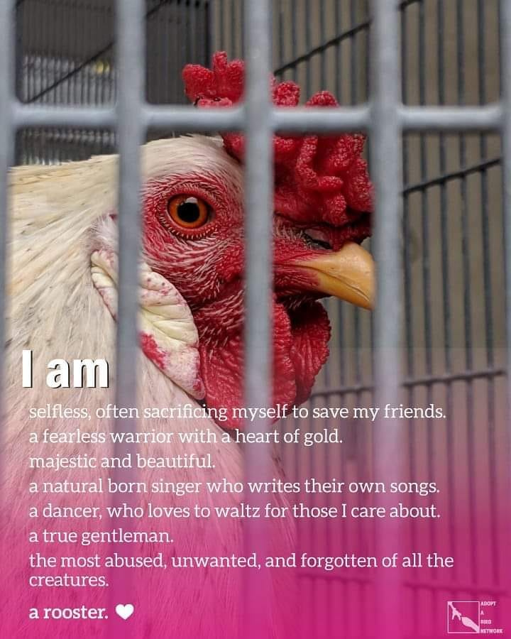 Doing Right By Roosters – Bitchin' Chickens