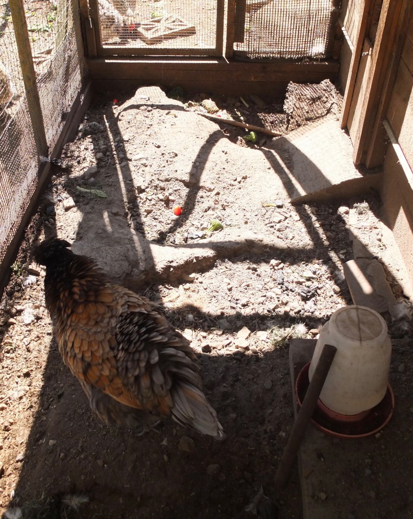 How To Break A Broody Hen – Bitchin' Chickens