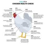 The Dark Side Of Keeping Chickens – Bitchin' Chickens