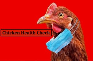 Chicken Health Check – Bitchin' Chickens
