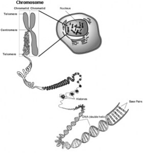 Chicken Genetics: The Basics – Bitchin' Chickens