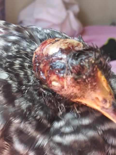 Dealing With Pecking In Chickens – Bitchin' Chickens