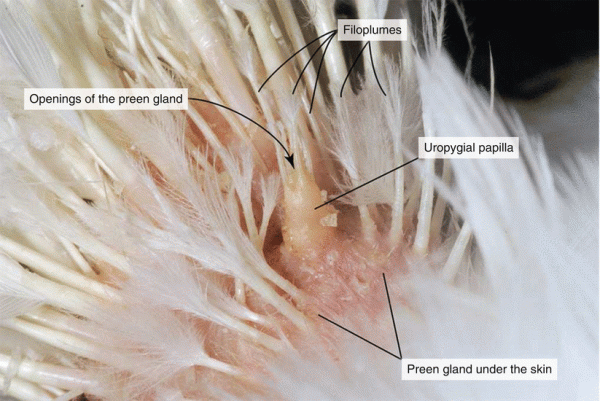 Uropygial Gland SpringerLink – Bitchin' Chickens