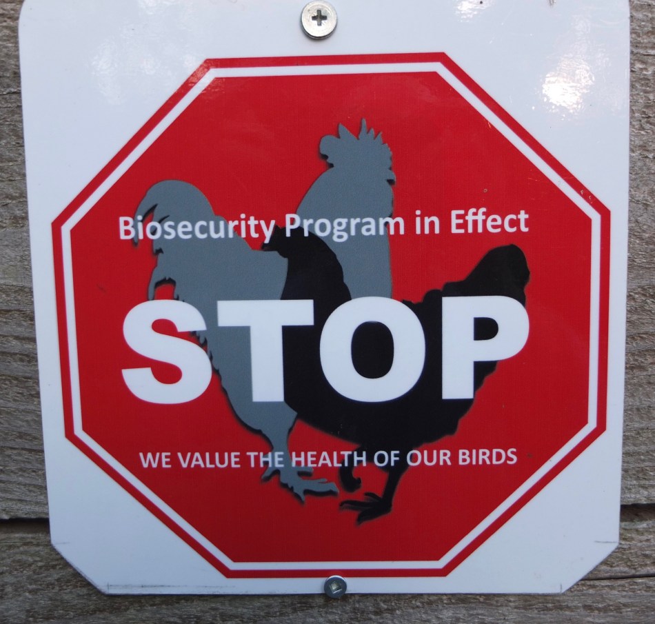 Keeping A Closed Flock – Bitchin' Chickens