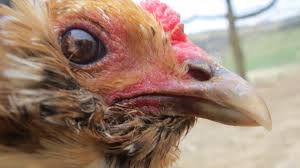 Blindness In Chickens – Bitchin' Chickens