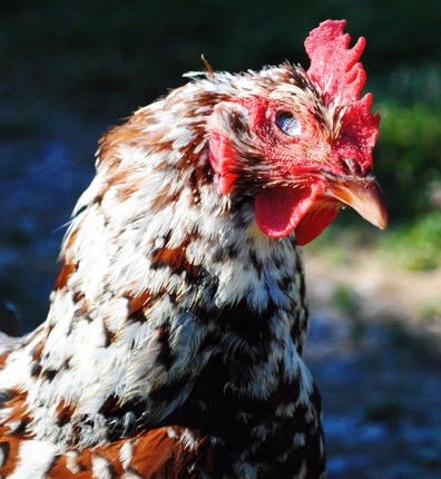 Blindness In Chickens – Bitchin' Chickens