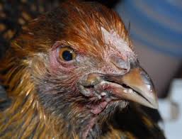 Avian Trichomonosis (Canker) – Bitchin' Chickens