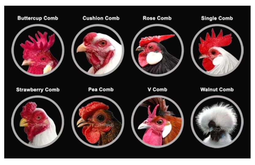 Chicken Combs & Wattles – Bitchin' Chickens