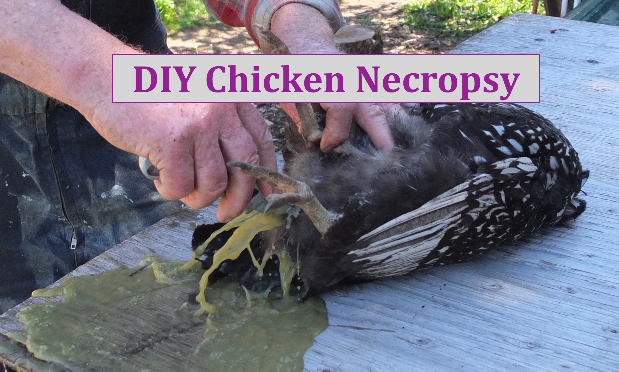 DIY Chicken Necropsy – Bitchin' Chickens