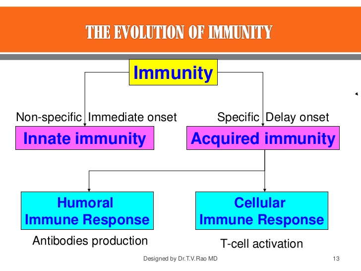 Chicken Immune System – Bitchin' Chickens
