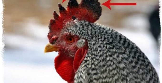 Chicken Combs & Wattles – Bitchin' Chickens