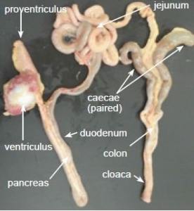 DIY Chicken Necropsy – Bitchin' Chickens