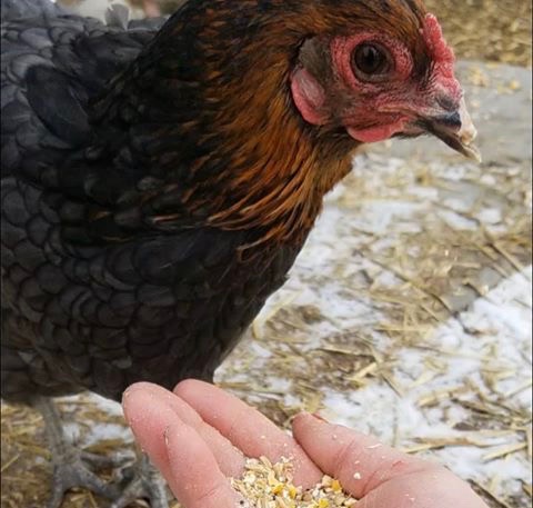 Case Study: Egg Yolk Peritonitis – Bitchin' Chickens