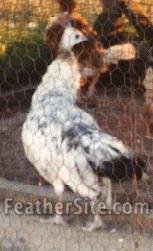 Gender Bending Chickens – Bitchin' Chickens