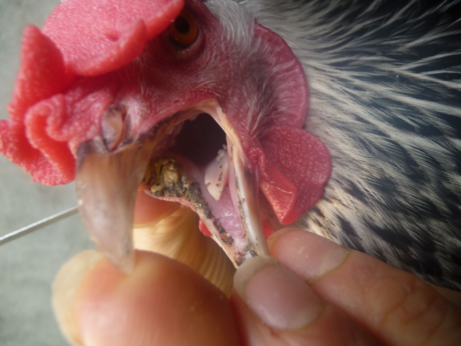 Avian Trichomonosis (Canker) – Bitchin' Chickens