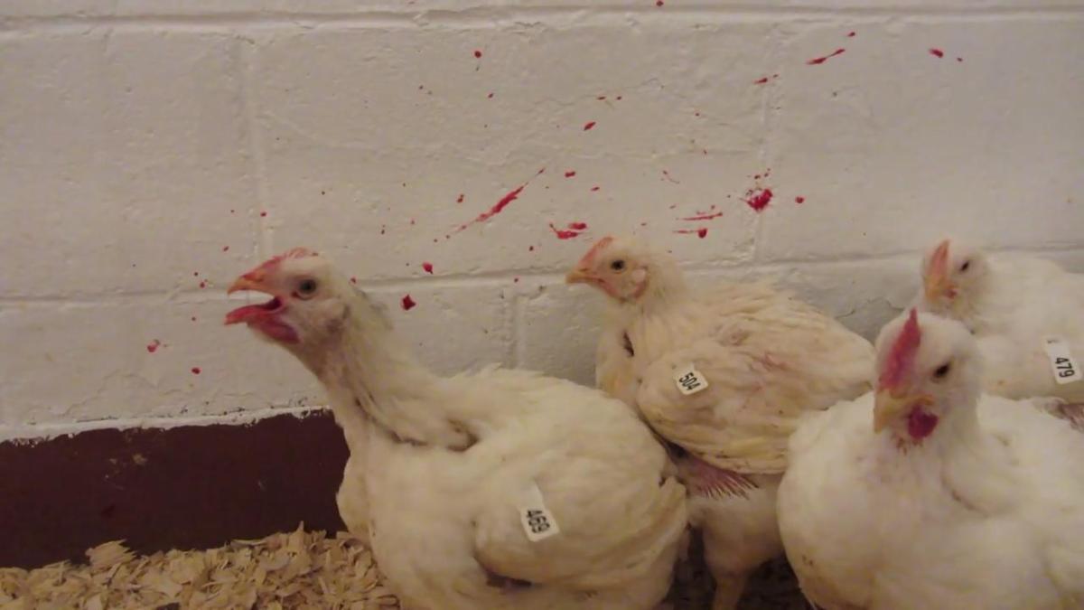 Infectious Laryngotracheitis – Bitchin' Chickens