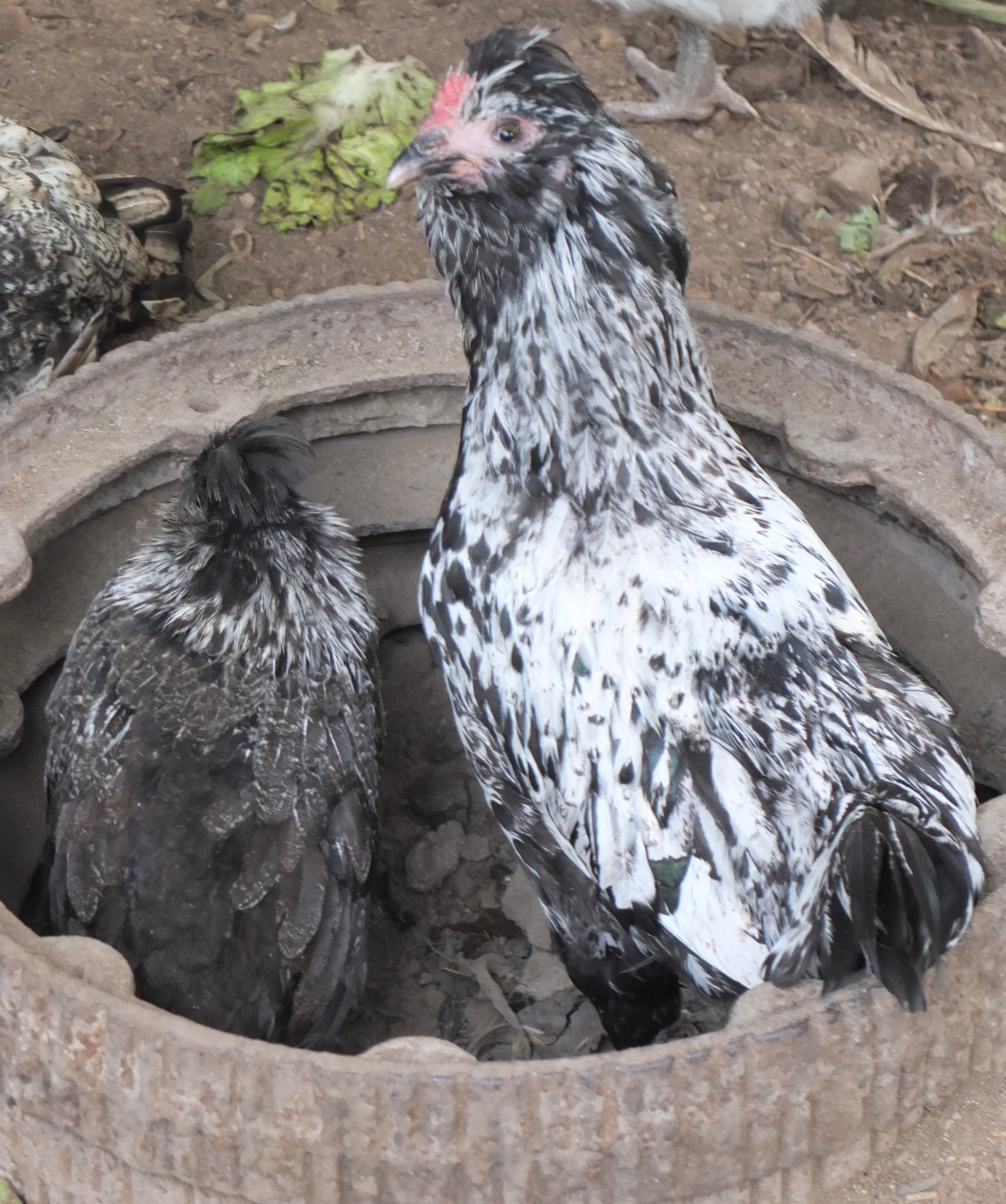 Case Study: Marek’s Disease – Bitchin' Chickens