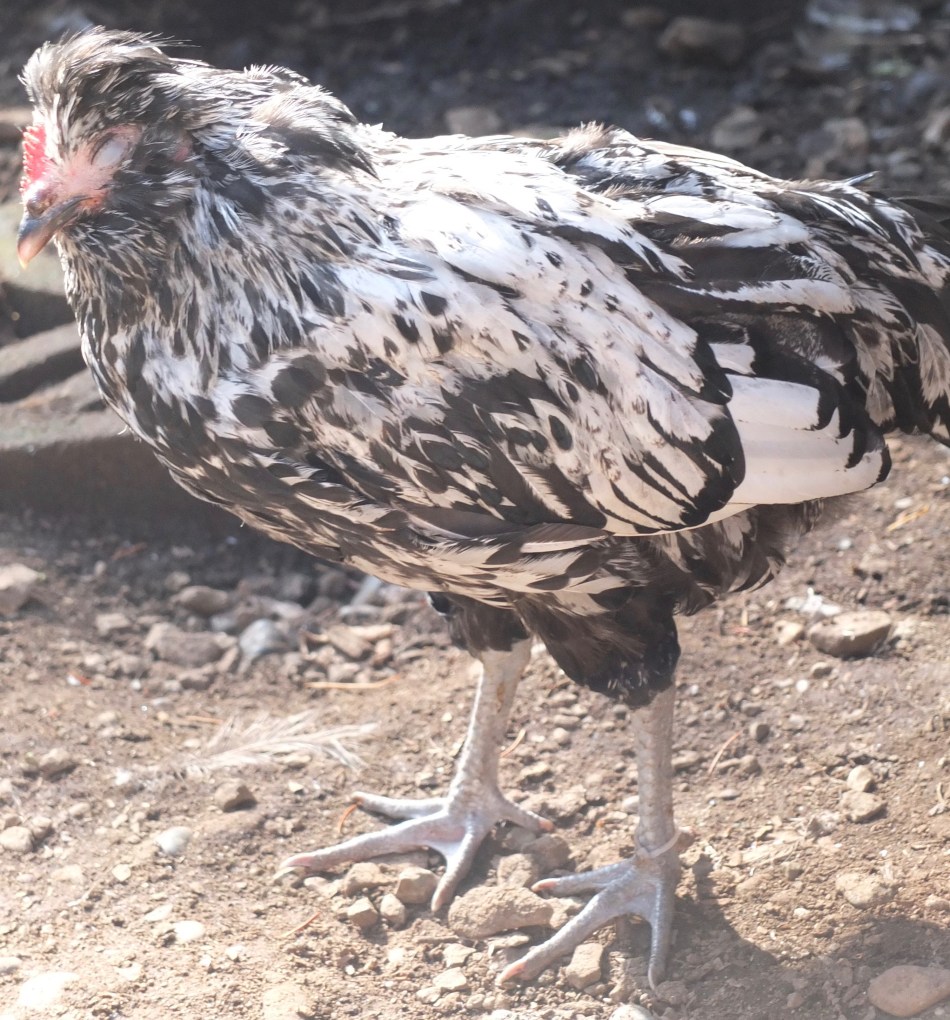 Case Study: Marek’s Disease – Bitchin' Chickens