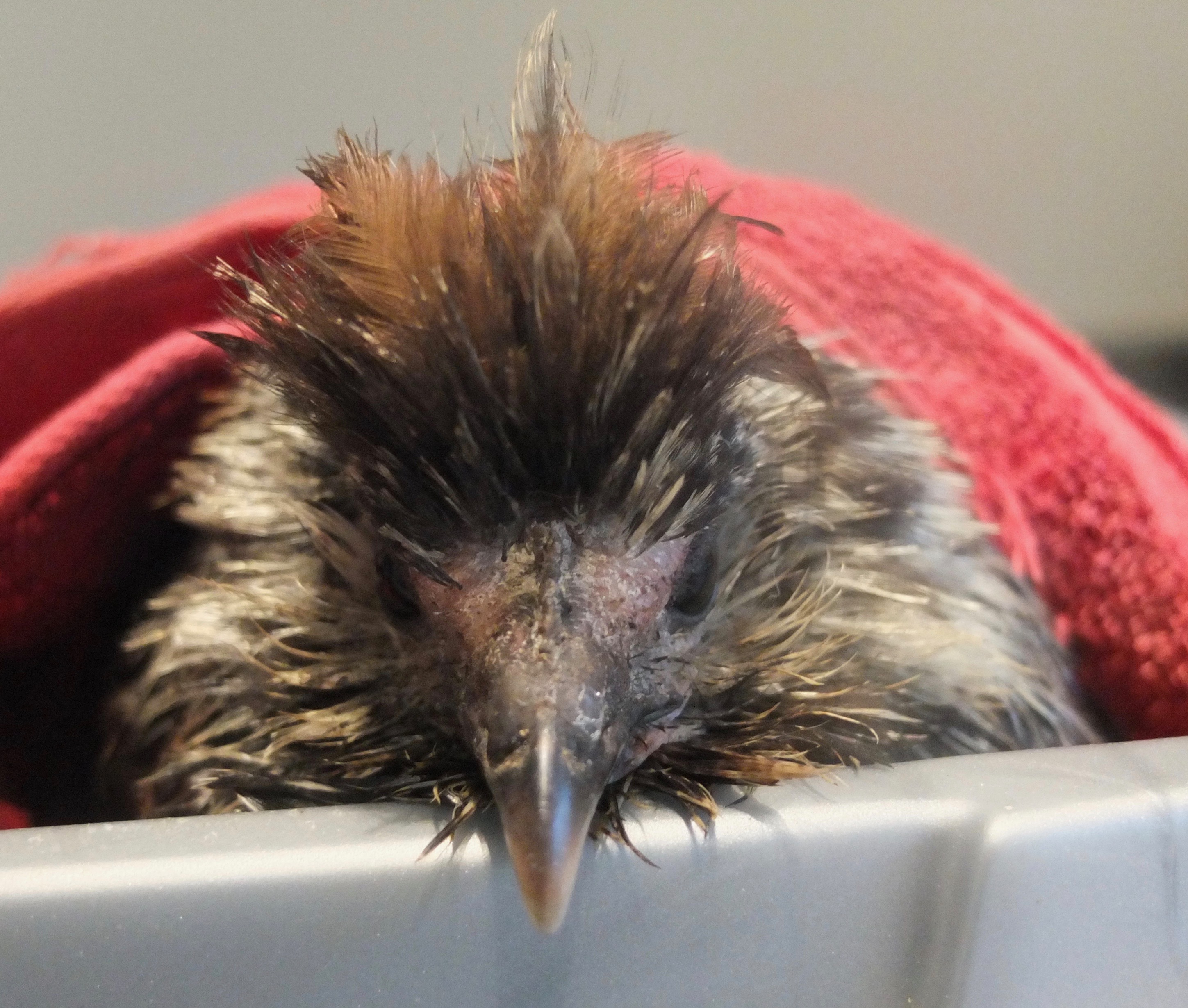 Case Study: Marek’s Disease – Bitchin' Chickens