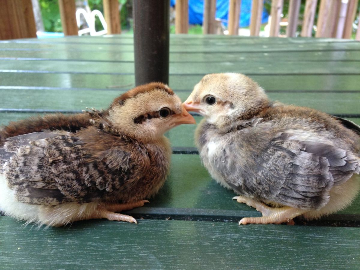 Autosexing Chickens – Bitchin' Chickens